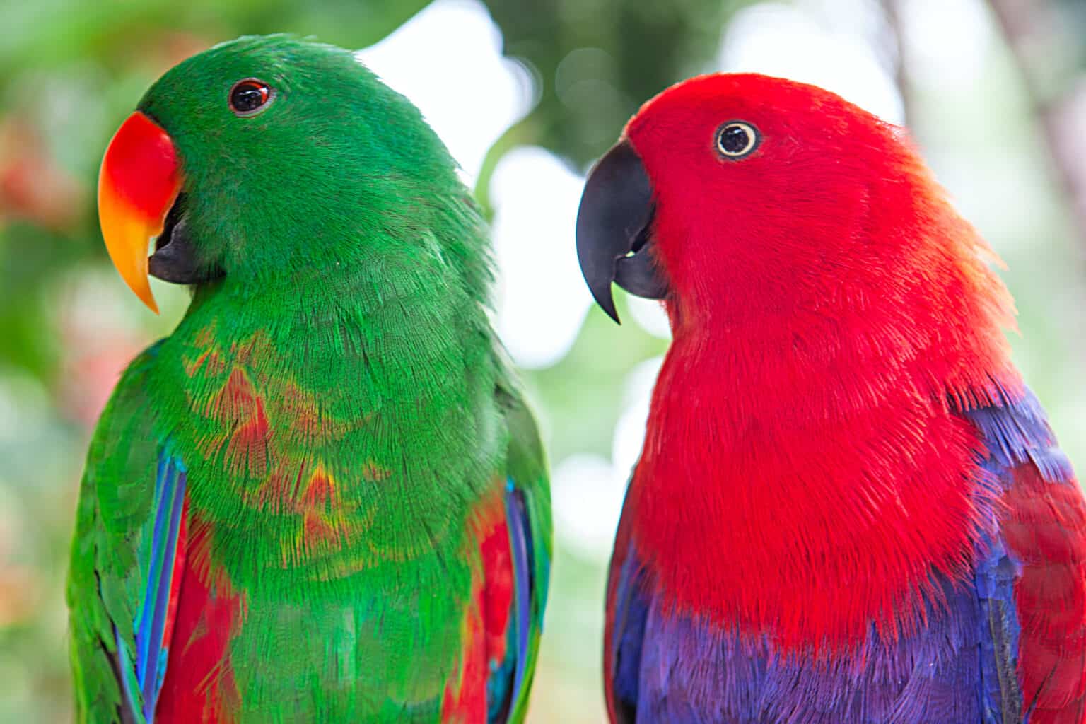Green Parrots 101 (With Photo and Video) - Talkie Parrot TalkieParrot