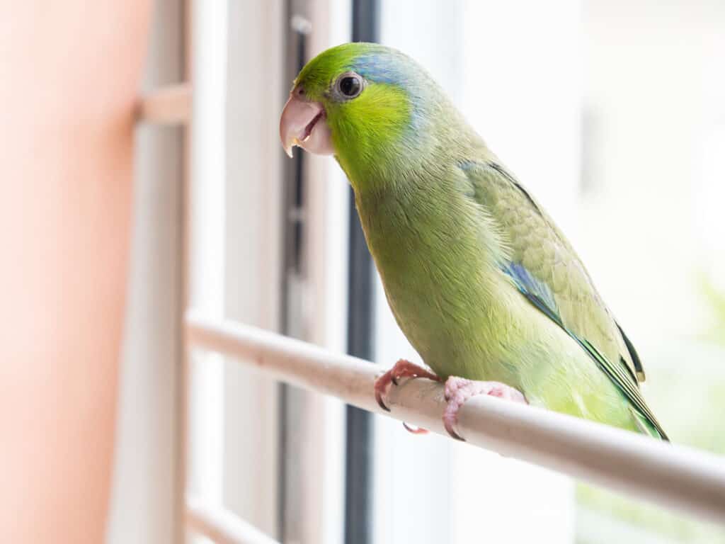 Green Parrots 101 (With Photo and Video) - Talkie Parrot TalkieParrot