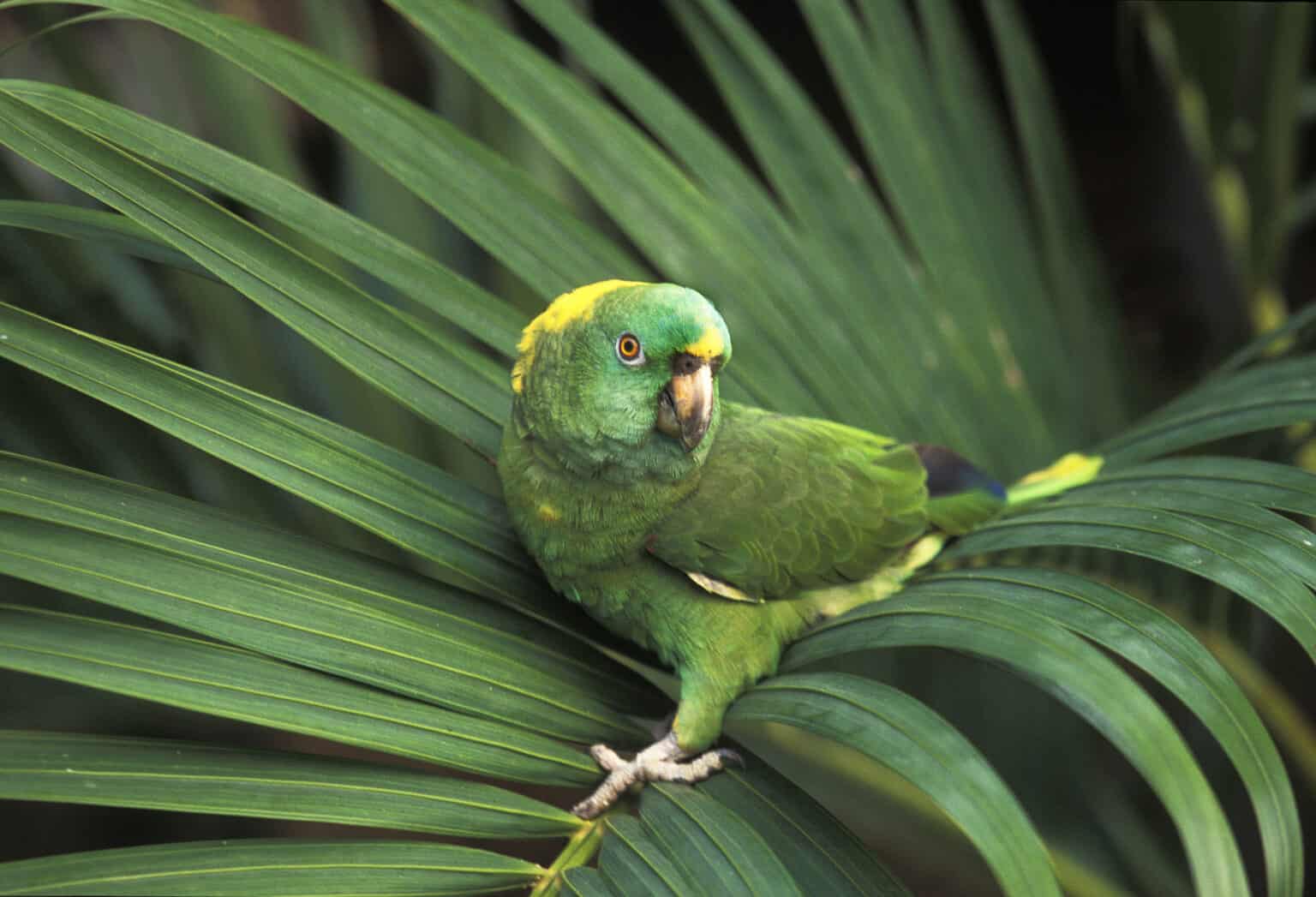 Green Parrots 101 (With Photo and Video) - Talkie Parrot TalkieParrot