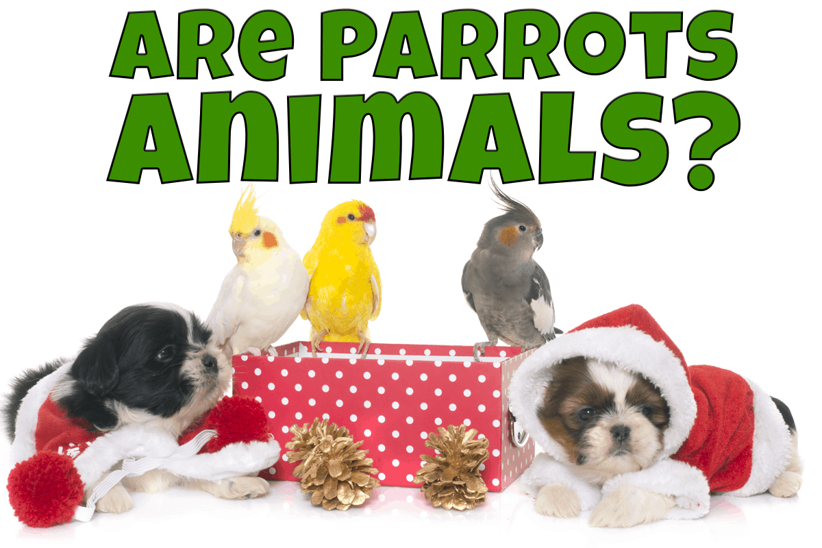 Are Parrots Animals? - Talkie Parrot