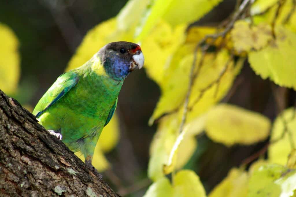 Green Parrots 101 (With Photo and Video) - Talkie Parrot TalkieParrot