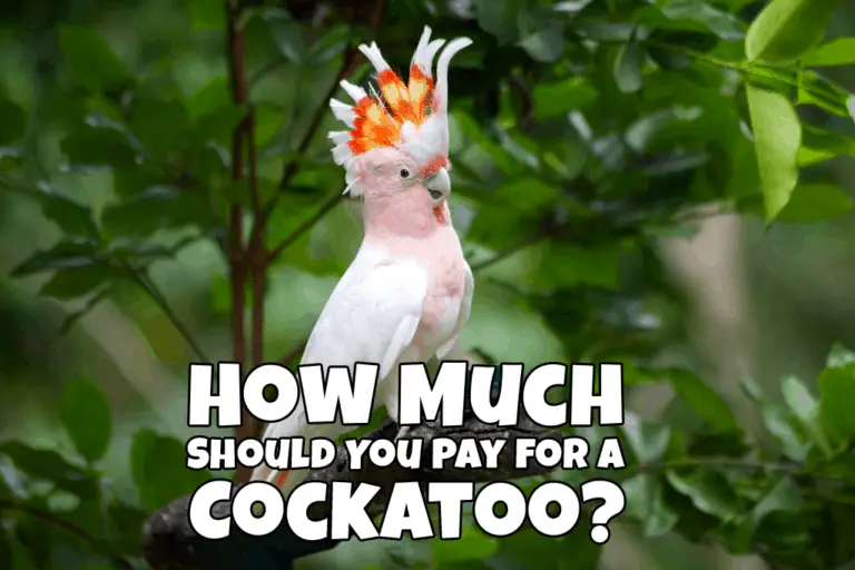 A Full List of Cockatoo Types (With Photo and Video) - Talkie Parrot