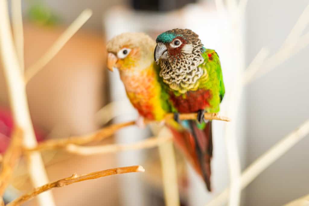 Green Parrots 101 (With Photo and Video) - Talkie Parrot TalkieParrot
