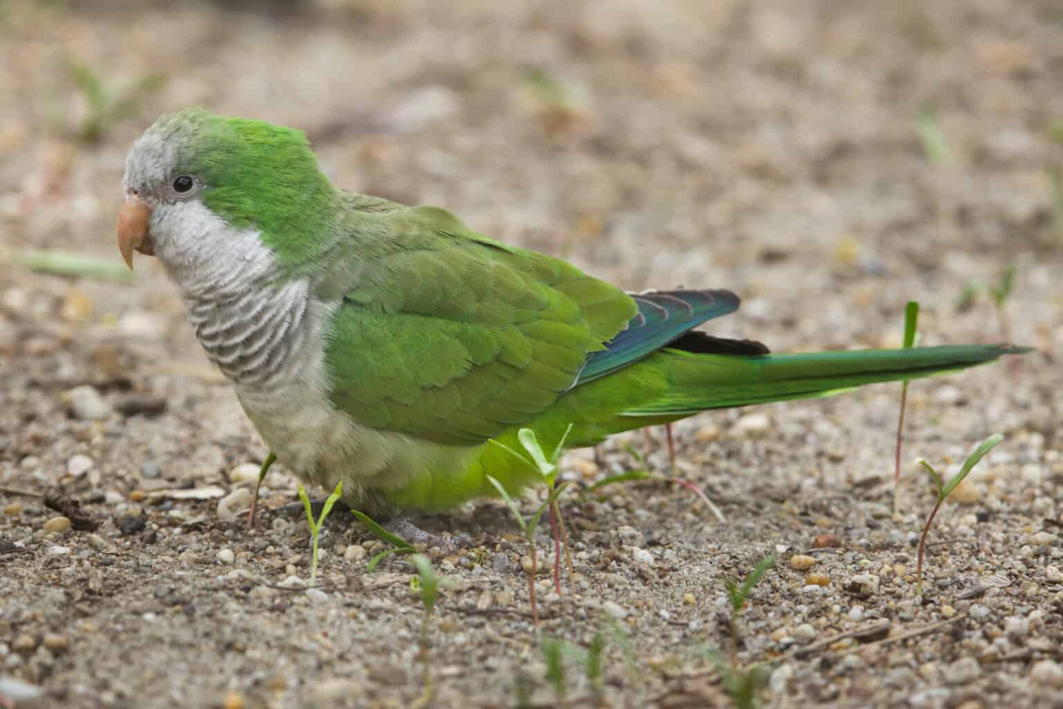 Green Parrots 101 (With Photo and Video) - Talkie Parrot TalkieParrot