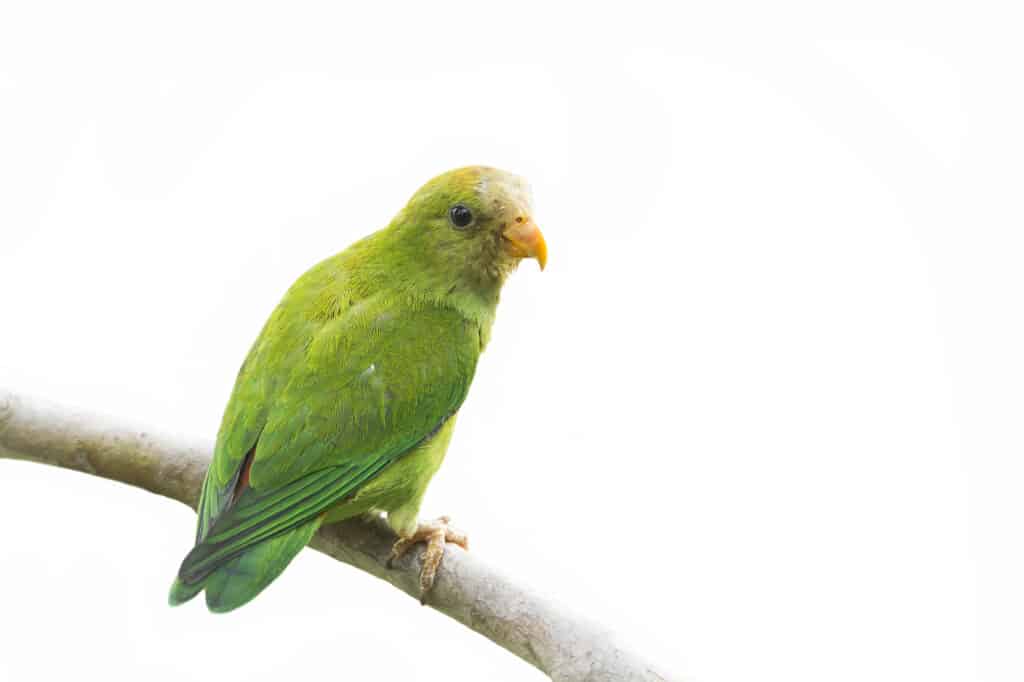 Green Parrots 101 (With Photo and Video) - Talkie Parrot TalkieParrot