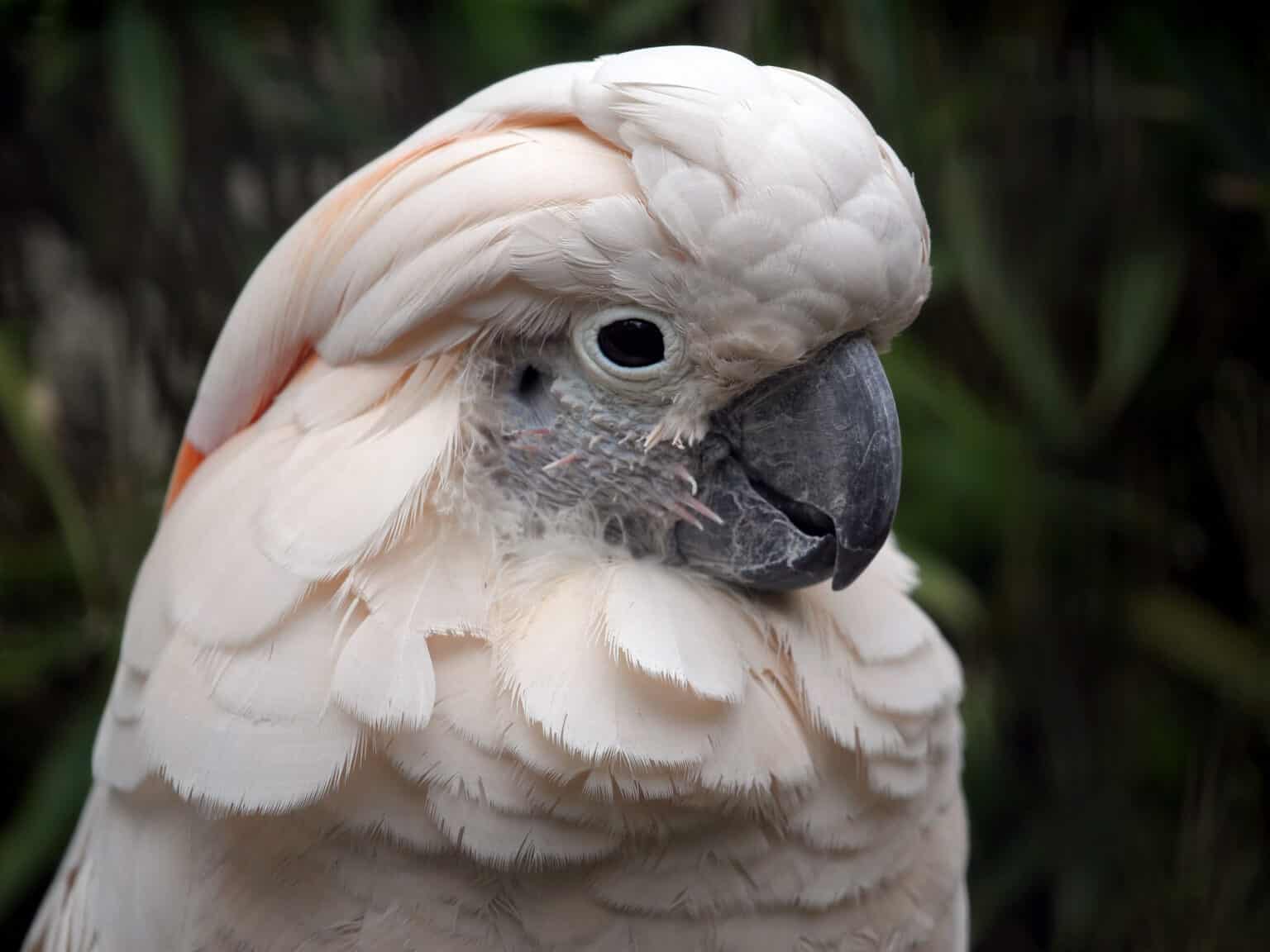 A Full List of Cockatoo Types (With Photo and Video) - Talkie Parrot