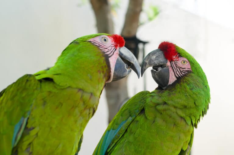 A Full List of Macaw Types (With Photo and Video) - Talkie Parrot
