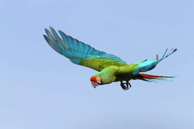 A Full List of Macaw Types (With Photo and Video) – Talkie Parrot