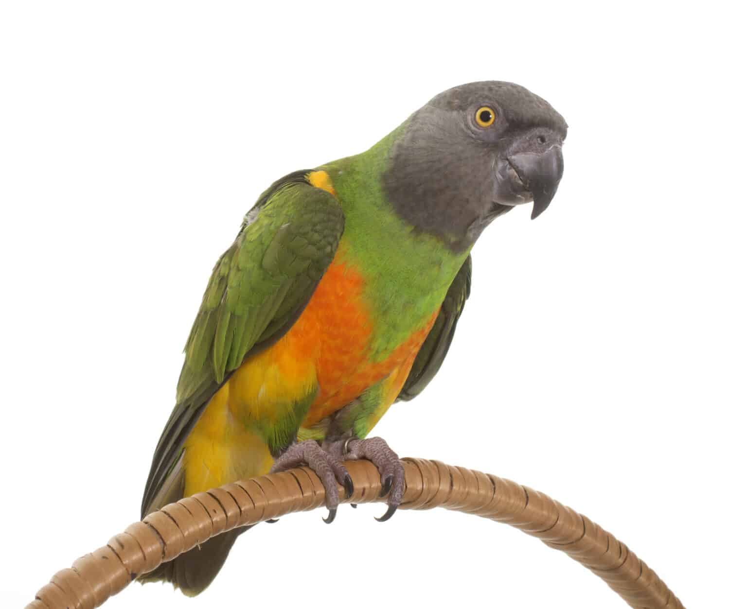 Green Parrots 101 (With Photo and Video) - Talkie Parrot TalkieParrot