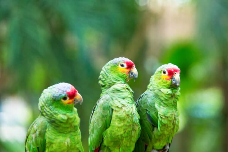 Green Parrots 101 (With Photo and Video) - Talkie Parrot TalkieParrot