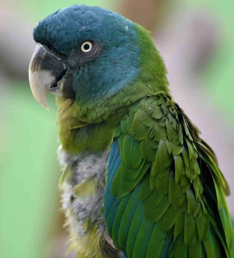 A Full List of Macaw Types (With Photo and Video) – Talkie Parrot