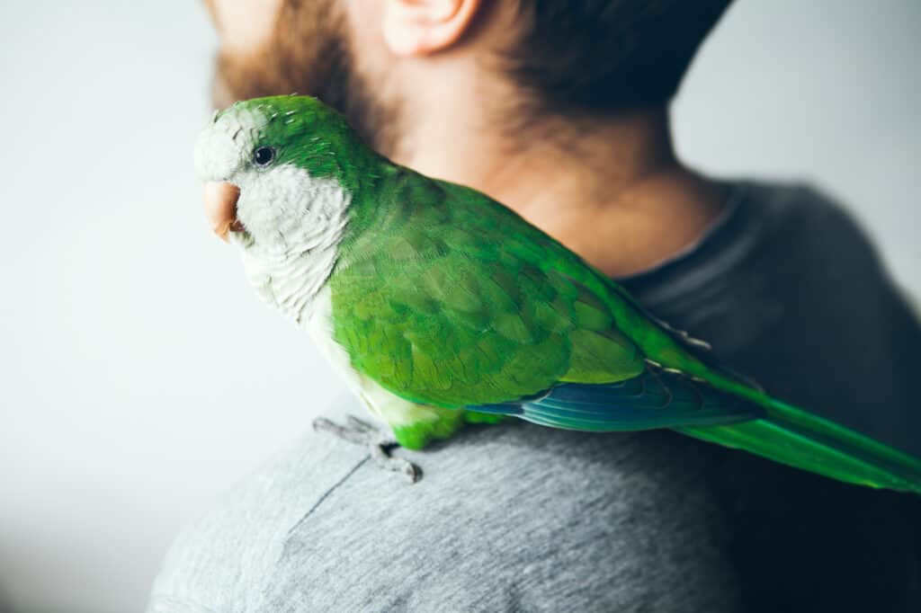 How Long Does Your Parrot Live? - Talkie Parrot