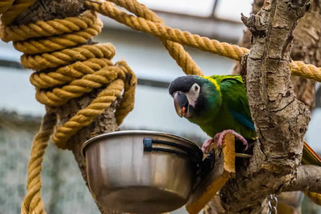 A Full List of Macaw Types (With Photo and Video) – Talkie Parrot