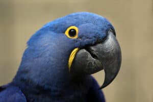 A Full List of Macaw Types (With Photo and Video) – Talkie Parrot