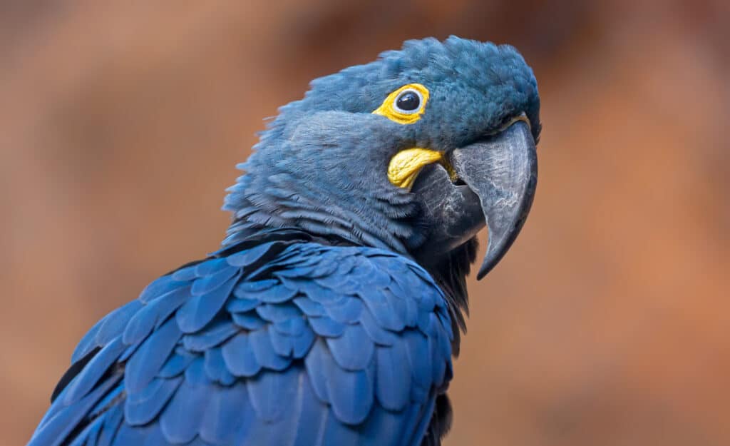 A Full List of Macaw Types (With Photo and Video) – Talkie Parrot