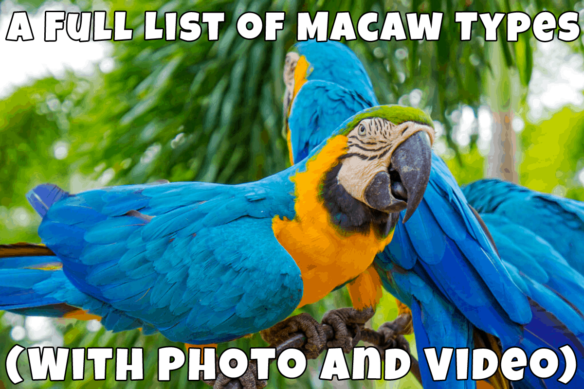 A Full List of Macaw Types (With Photo and Video) - Talkie Parrot