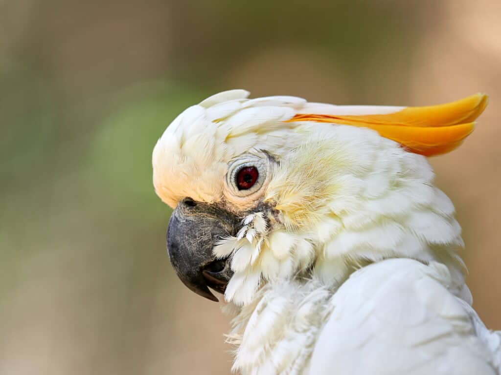 A Full List of Cockatoo Types (With Photo and Video) - Talkie Parrot