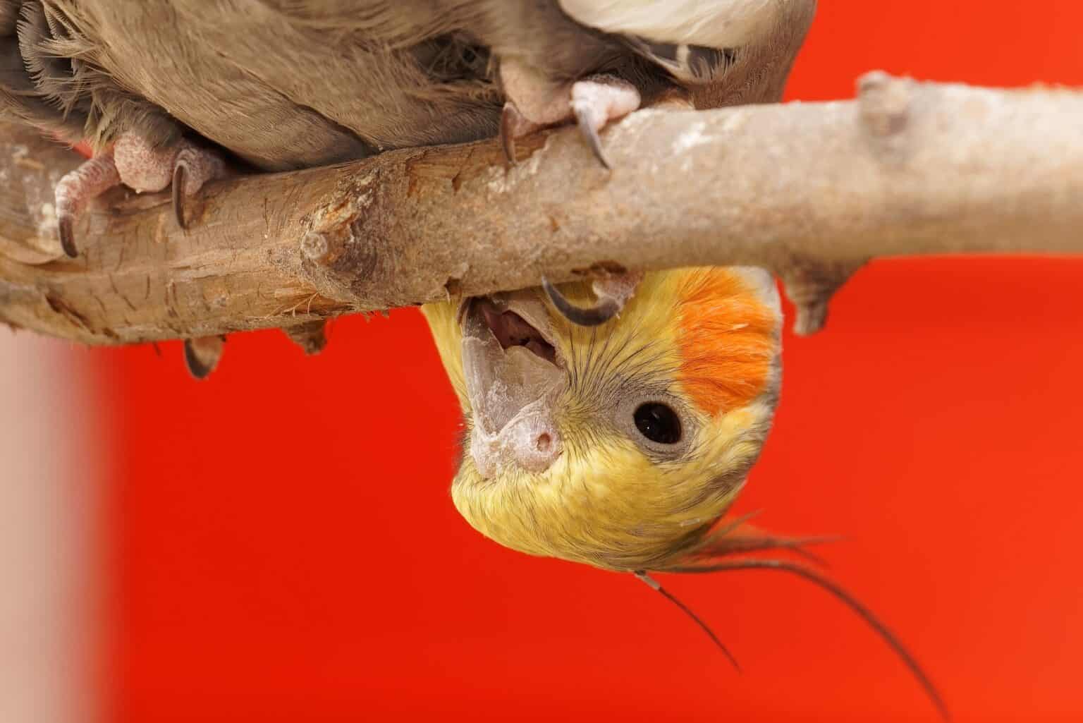 22 Visible Signs Your Parrot Likes You - Talkie Parrot TalkieParrot