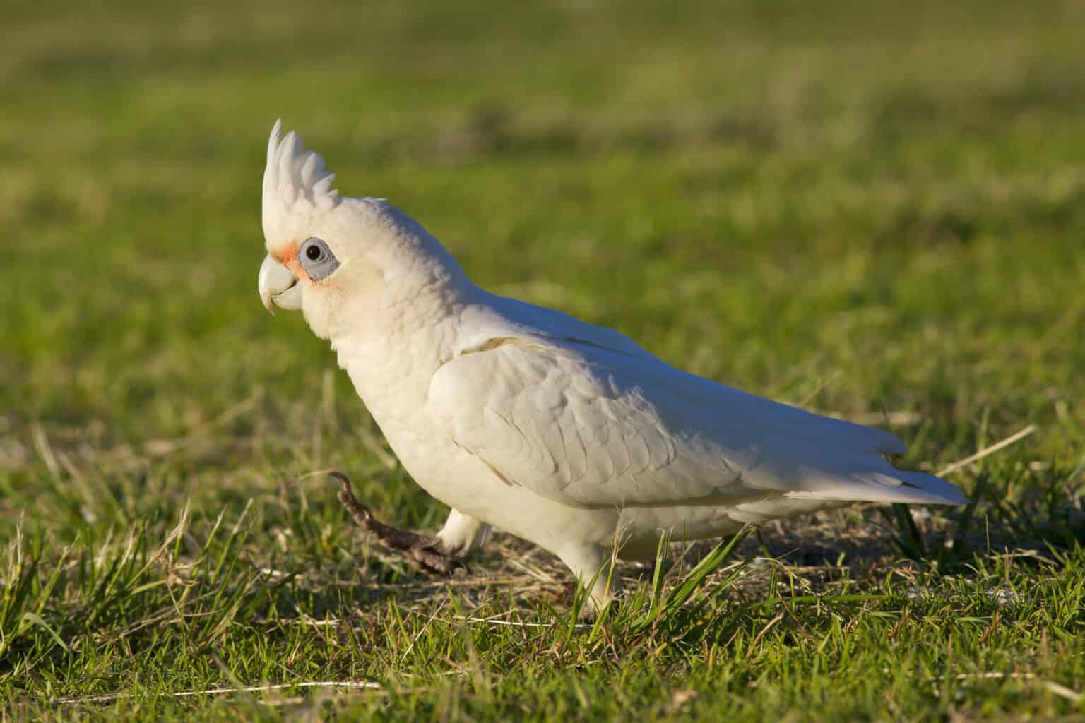 A Full List of Cockatoo Types (With Photo and Video) - Talkie Parrot
