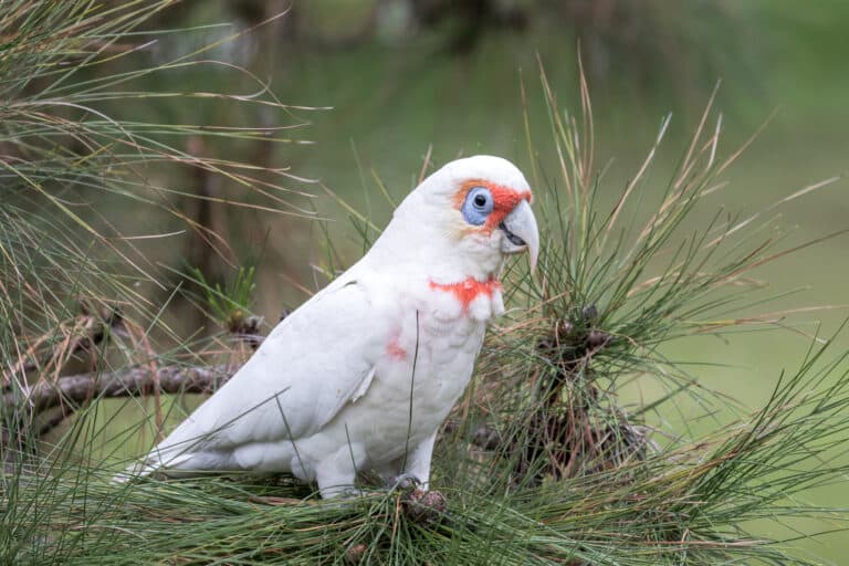 A Full List of Cockatoo Types (With Photo and Video) - Talkie Parrot