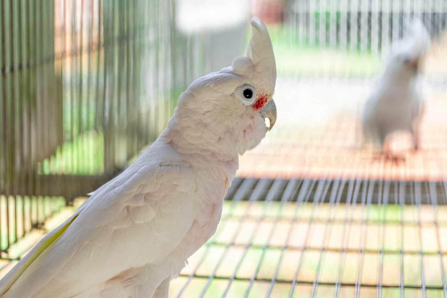 A Full List of Cockatoo Types (With Photo and Video) - Talkie Parrot