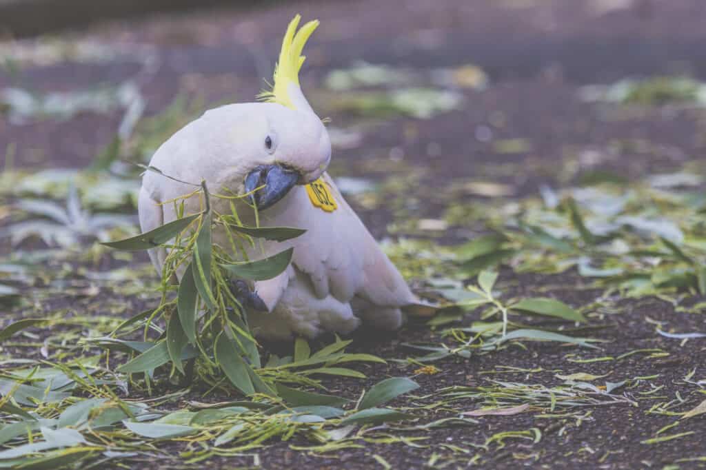 A Full List of Cockatoo Types (With Photo and Video) - Talkie Parrot