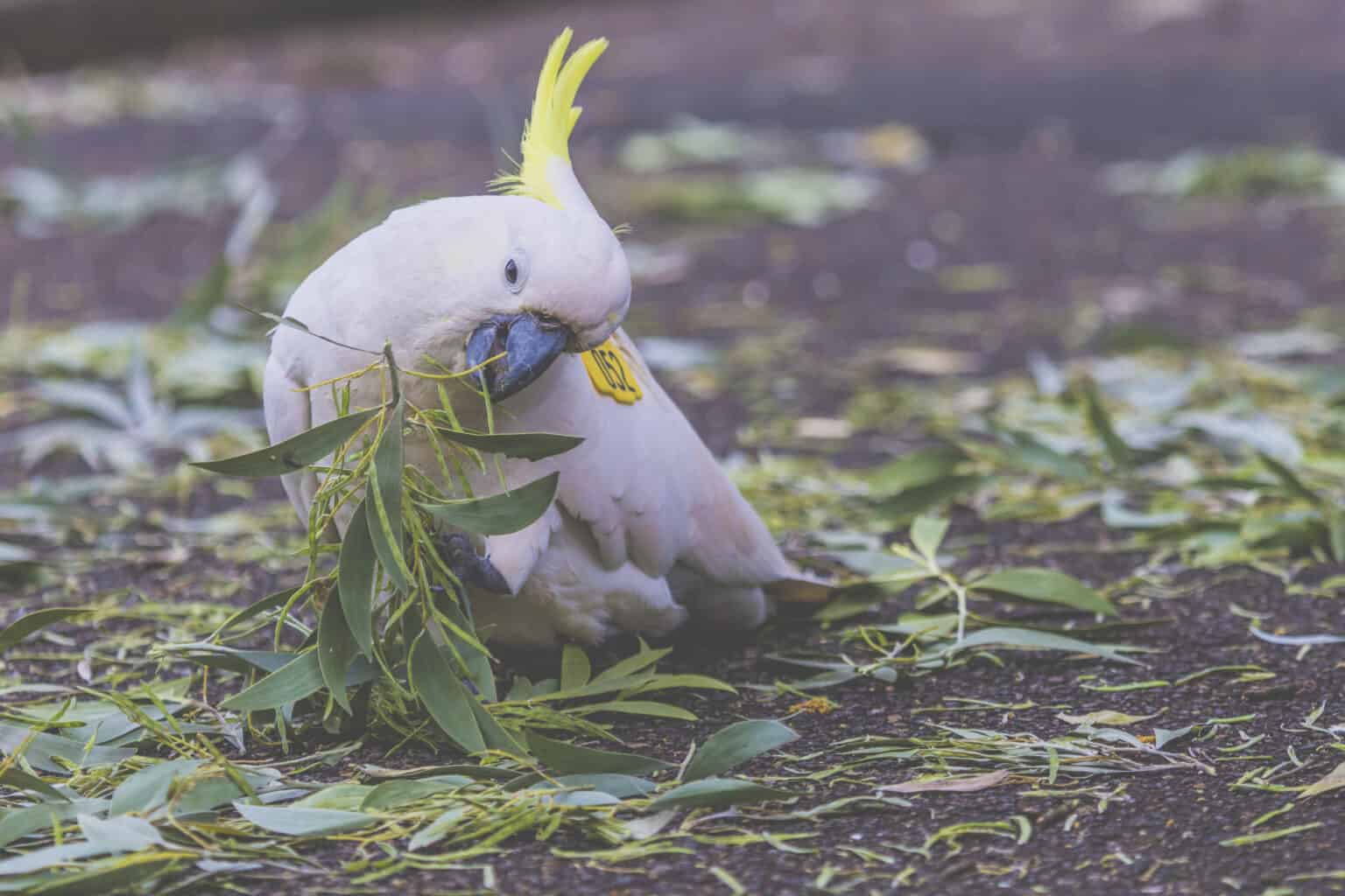 A Full List of Cockatoo Types (With Photo and Video) - Talkie Parrot