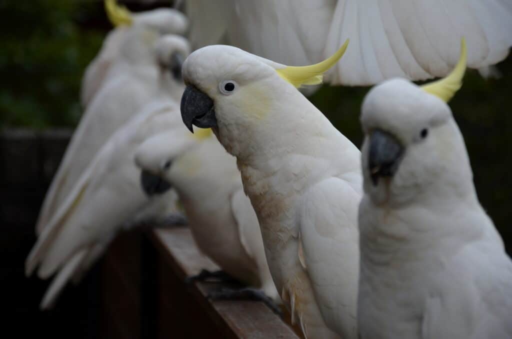 A Full List of Cockatoo Types (With Photo and Video) - Talkie Parrot