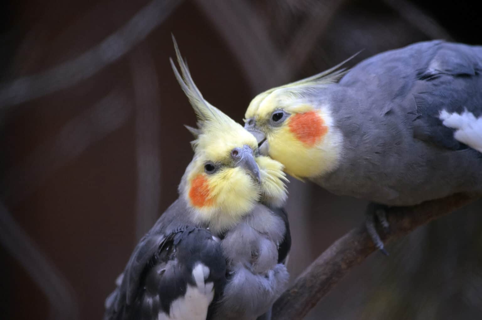 Which Parrots Are Cuddly? - Talkie Parrot