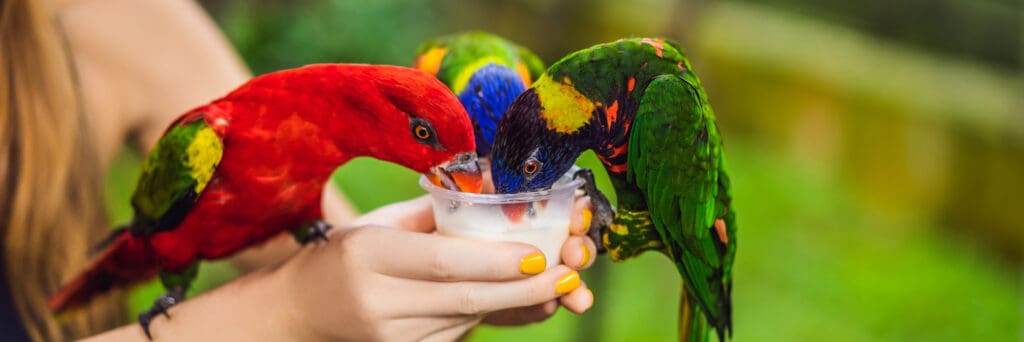 Can Parrots Eat Popcorn? - Talkie Parrot