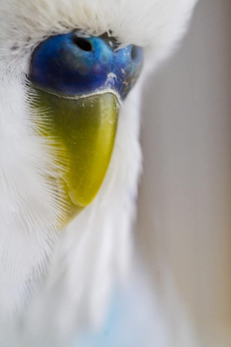 Do Parrots Beaks Change Color? - Talkie Parrot