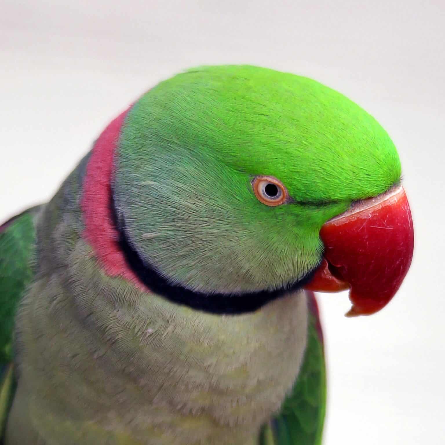 Do Parrots Beaks Change Color? - Talkie Parrot
