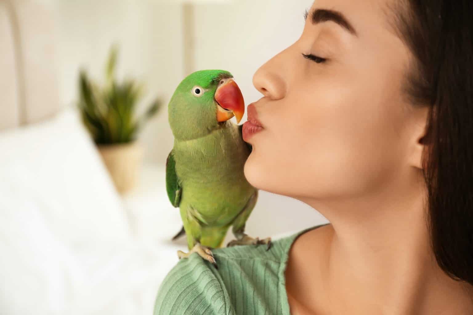 Which Parrots Are Cuddly? - Talkie Parrot
