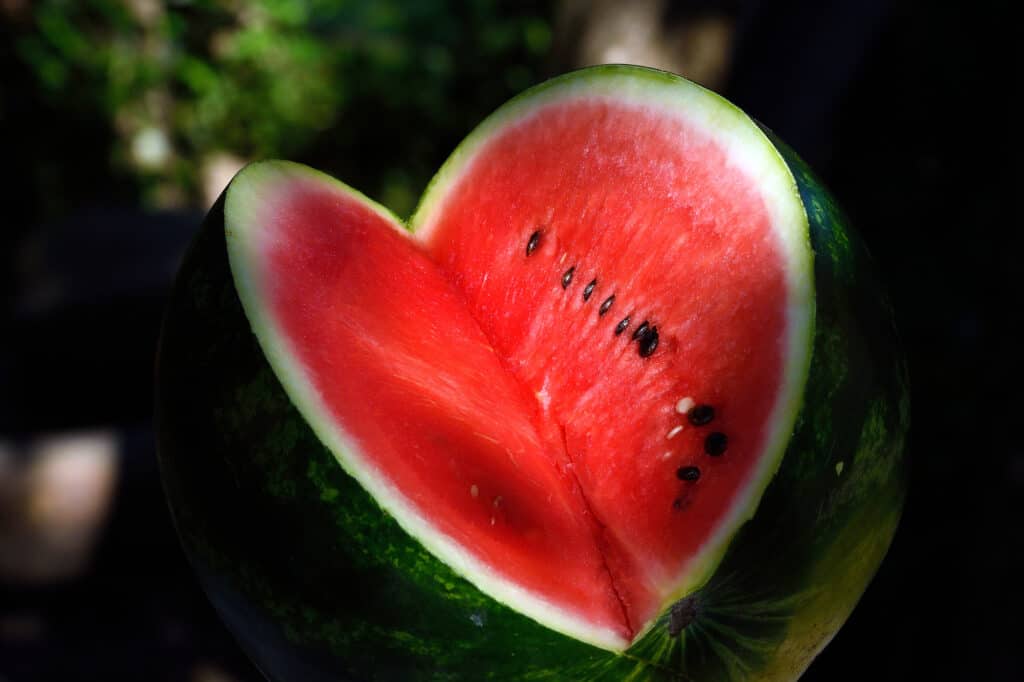 Can Parrots Eat Watermelon? - Talkie Parrot