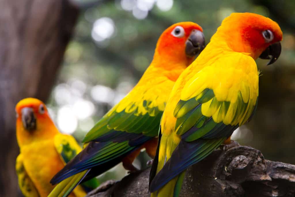 Which Parrots Are Cuddly? - Talkie Parrot