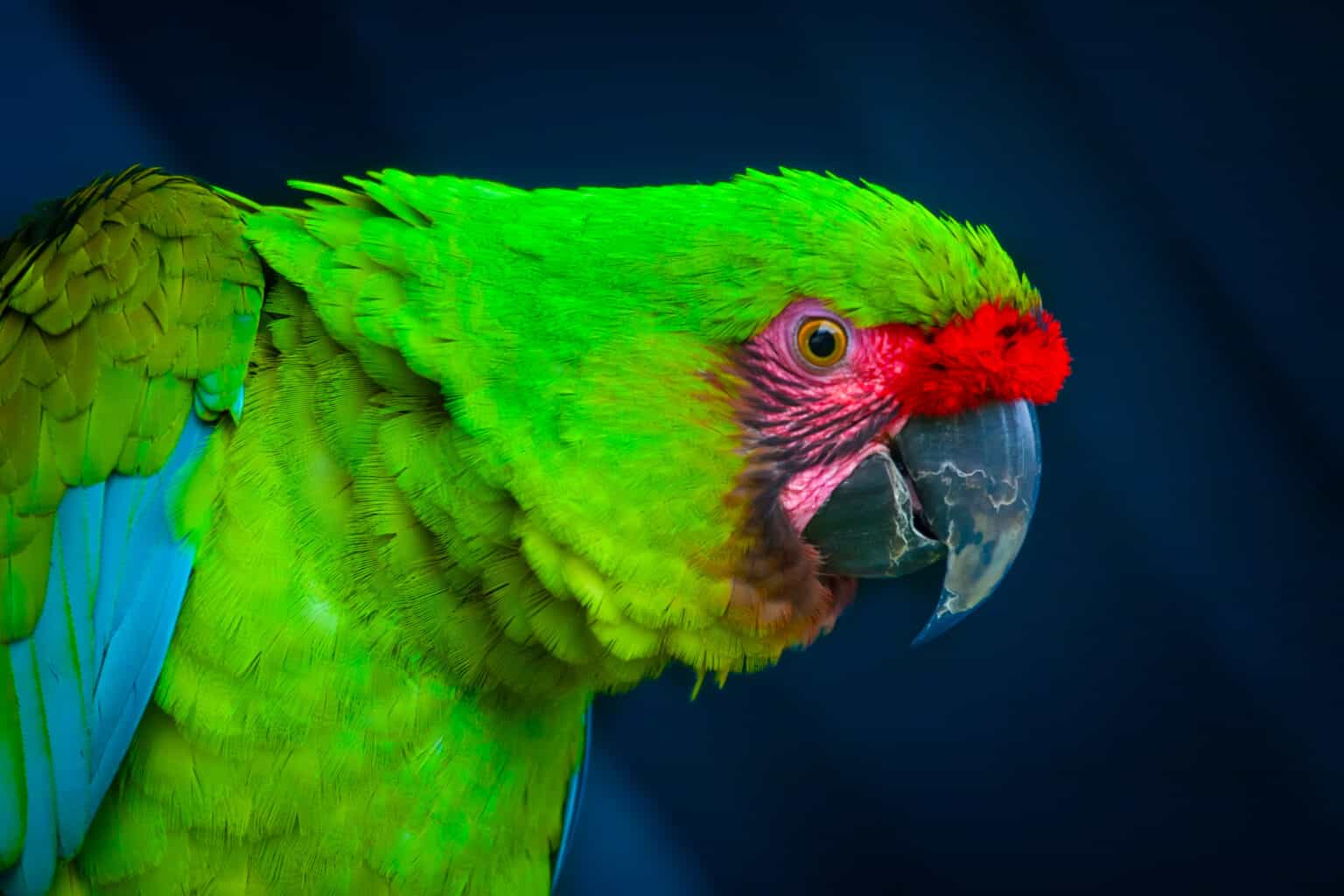 5 Reasons Why Your Parrots Bob Their Heads - Talkie Parrot