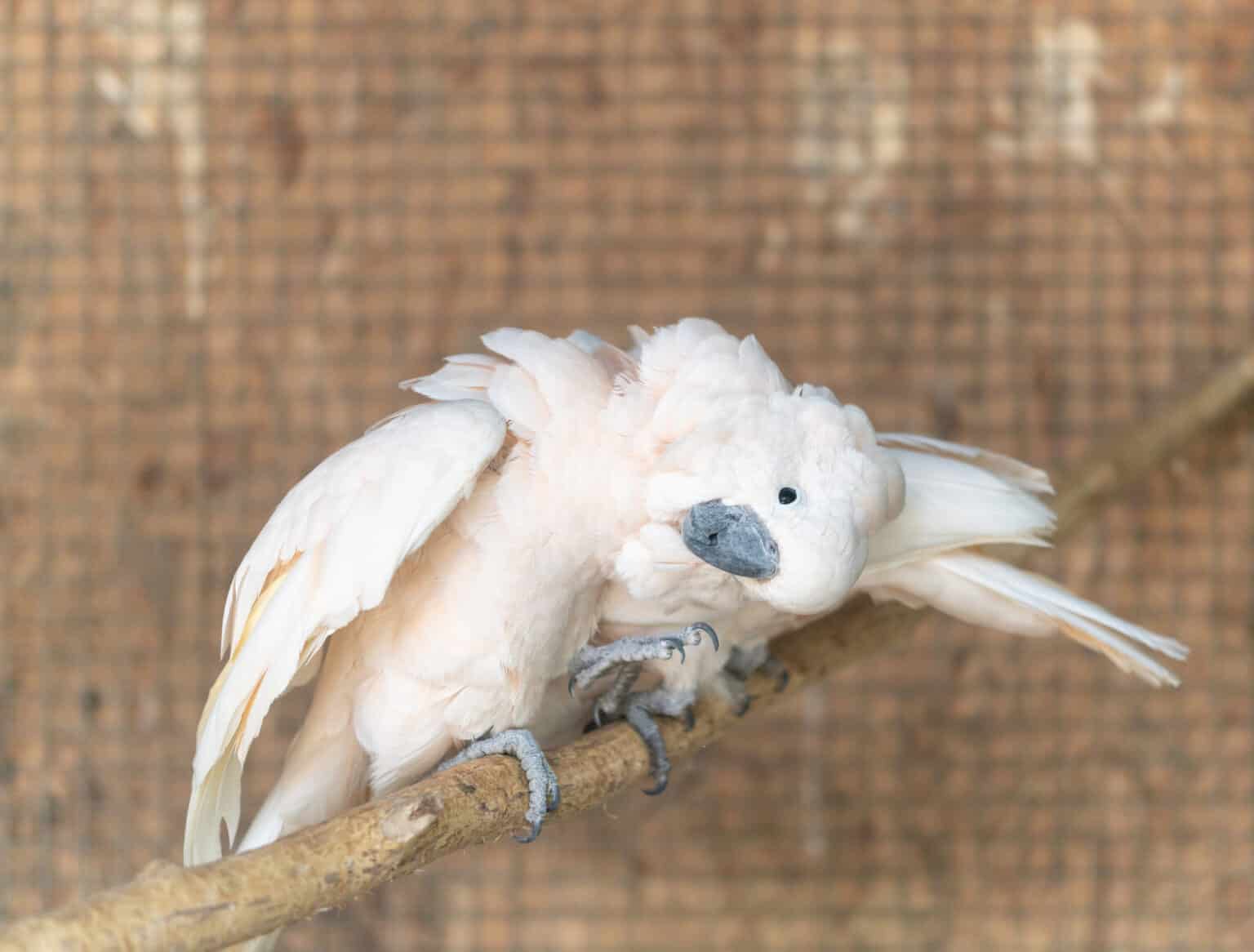 5 Reasons Why Your Parrots Bob Their Heads - Talkie Parrot