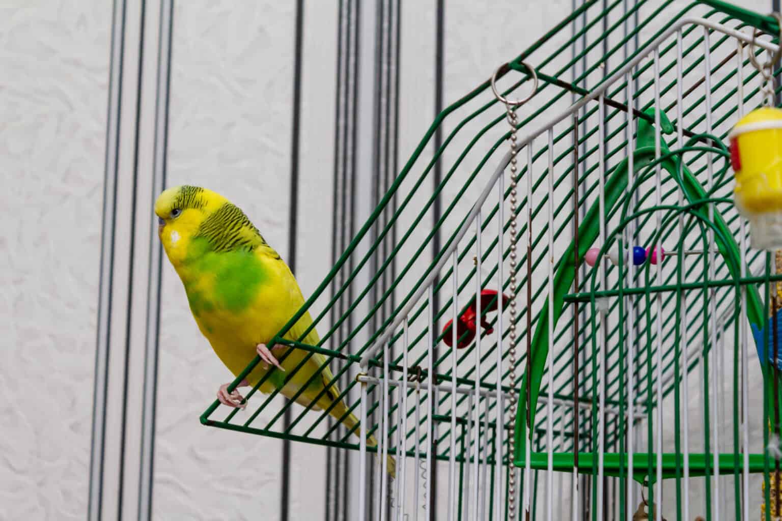 Do Parrots Poop All Over The House? - Talkie Parrot