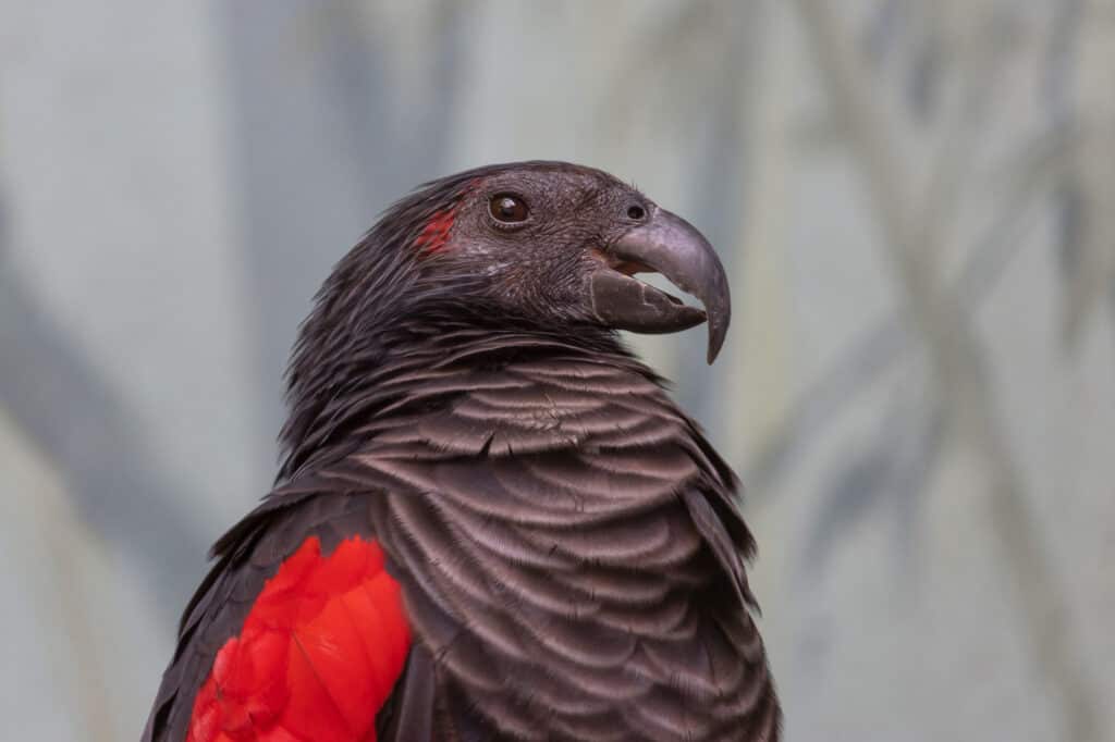 Is Dracula Parrot Real? - Talkie Parrot