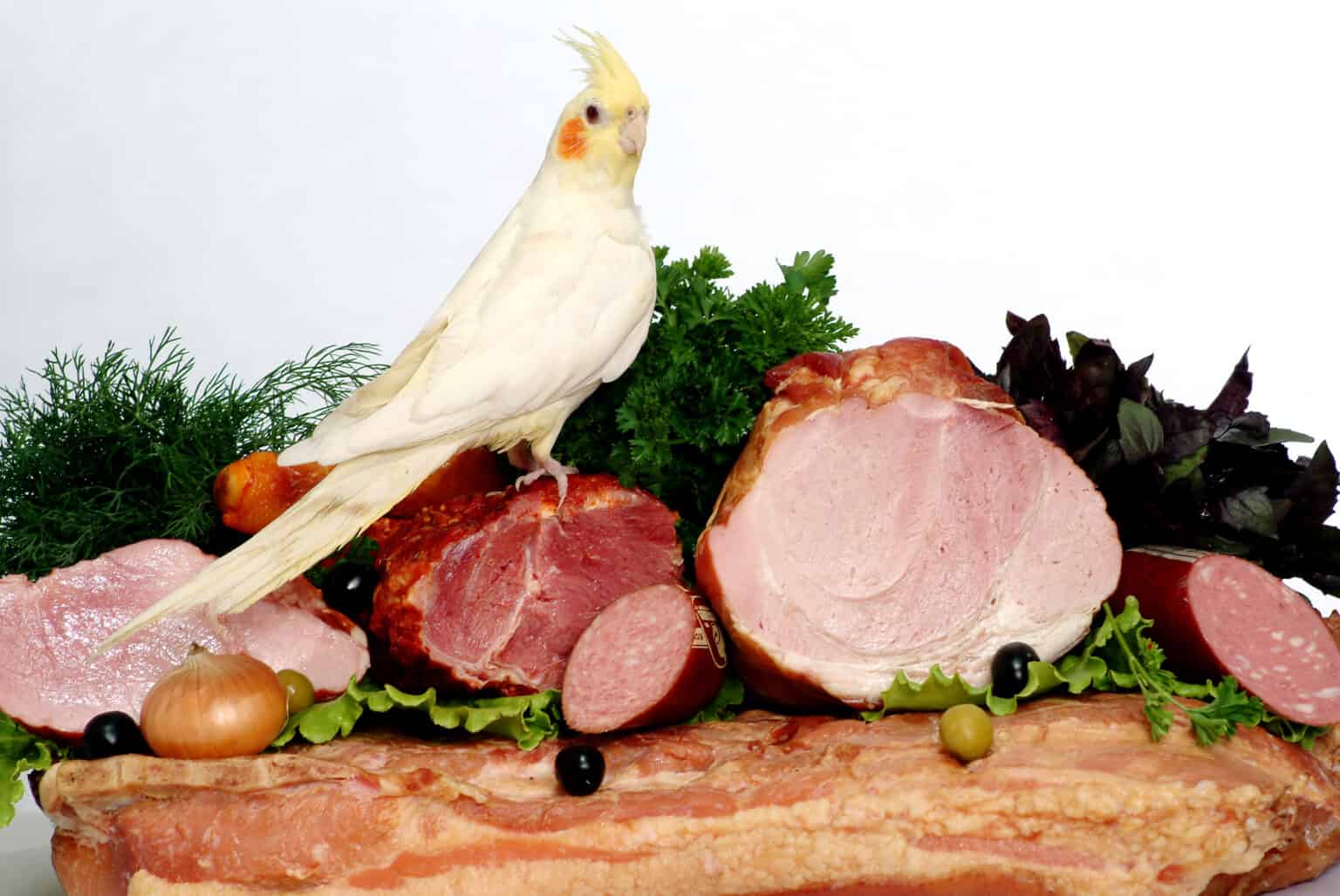 Can Parrots Eat Chicken And What's the Best Way to Serve It? - Talkie ...