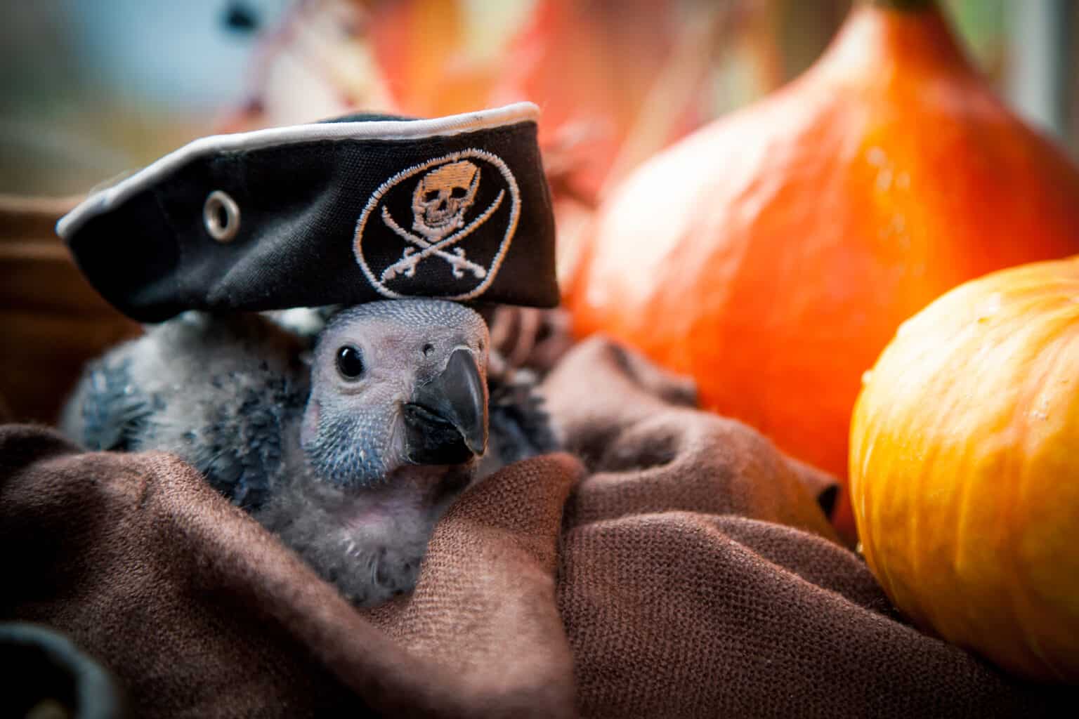 Can Parrots Eat Pumpkin Safely? 3 Nutritional Benefits - Talkie Parrot
