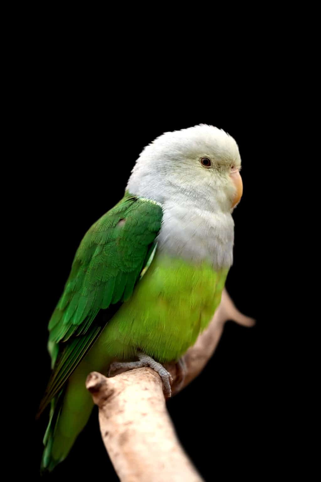 A Full List of Lovebird Types (With Photo and Video) - Talkie Parrot