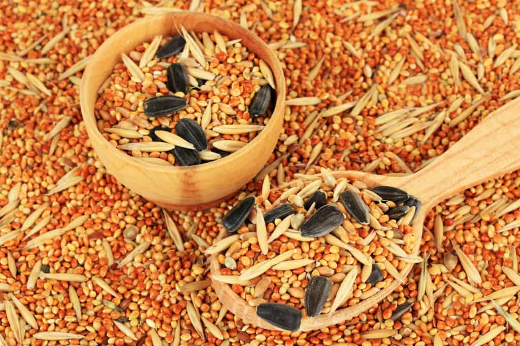 4 Best Parrot Pellets You Need to Try in 2021! - Talkie Parrot