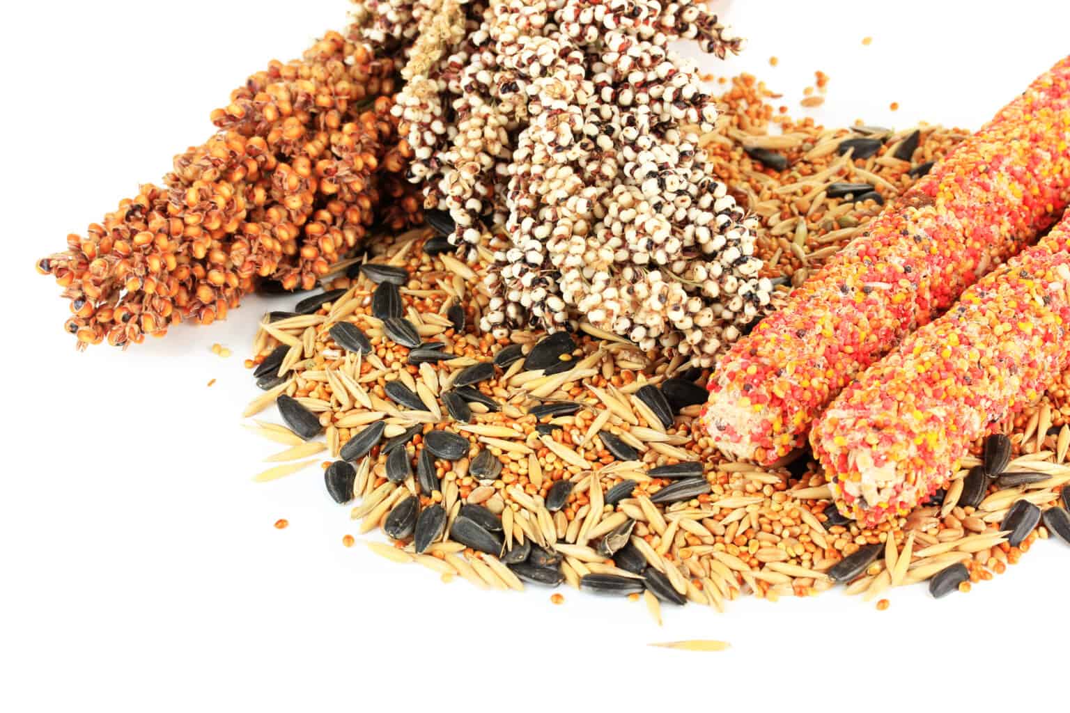 4 Best Parrot Pellets You Need to Try in 2021! - Talkie Parrot