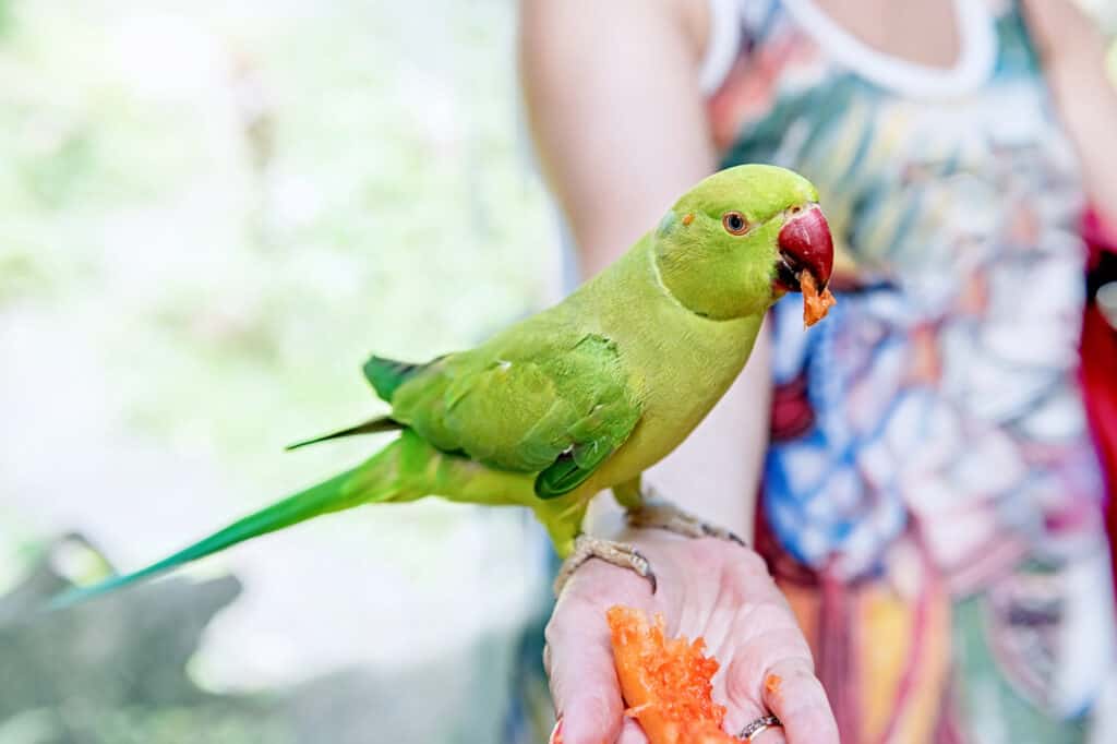 17 Arguments Why Parrots Make Good Pets, You Don’t Know What You Are ...