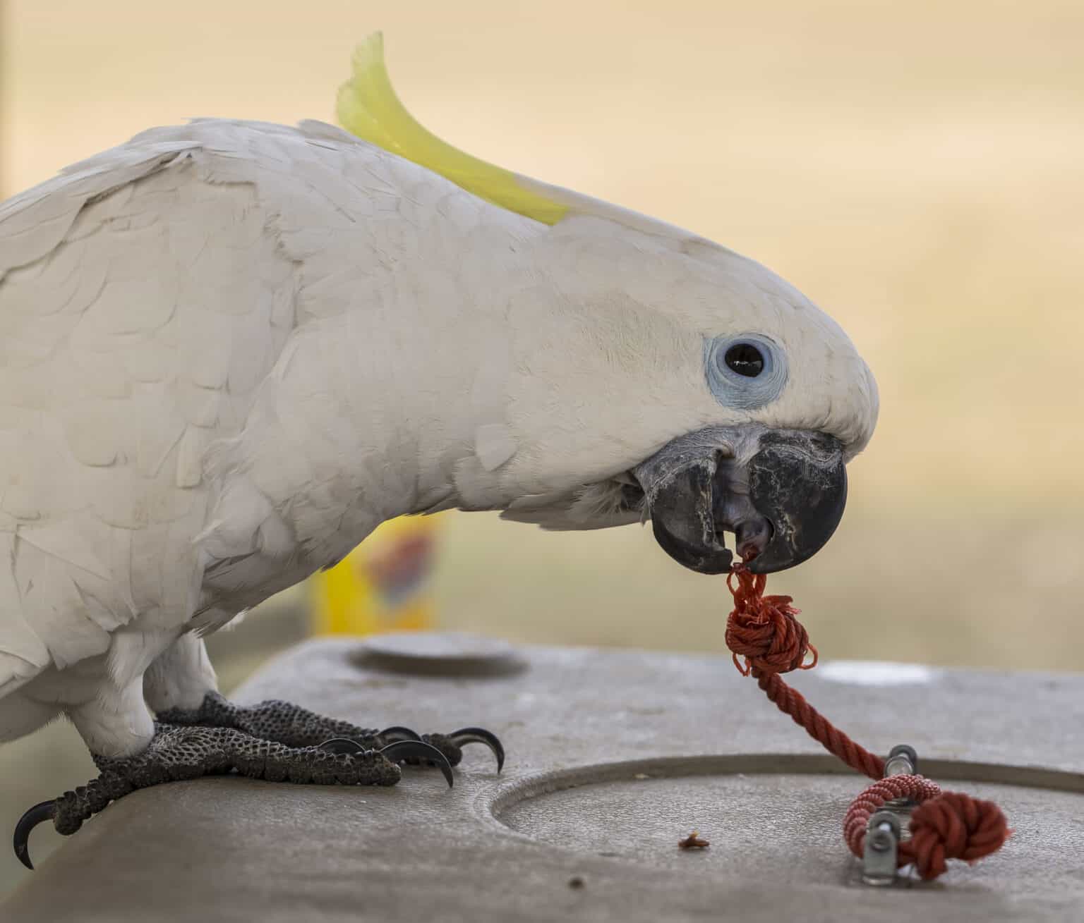 17 Arguments Why Parrots Make Good Pets, You Don’t Know What You Are ...