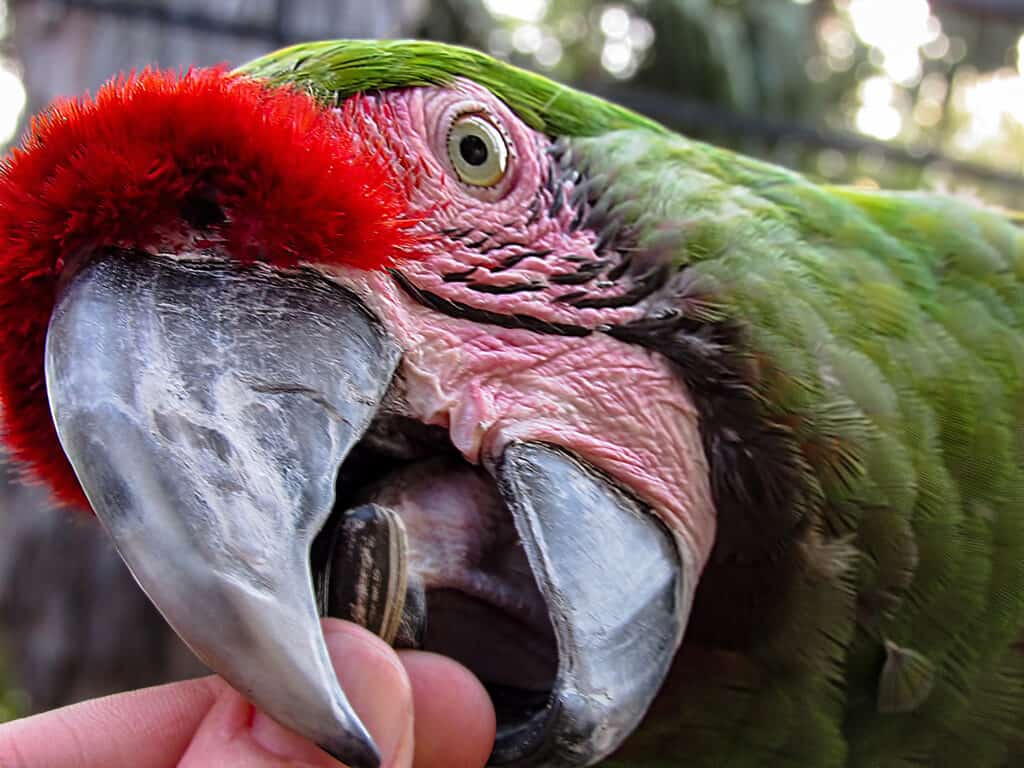 Which Parrot Has The Worst Bite? - Talkie Parrot