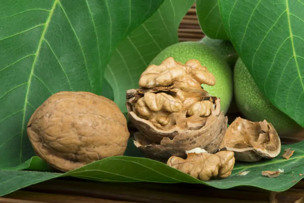 Can Parrots Eat Walnuts? Is It a Healthy Choice? - Talkie Parrot