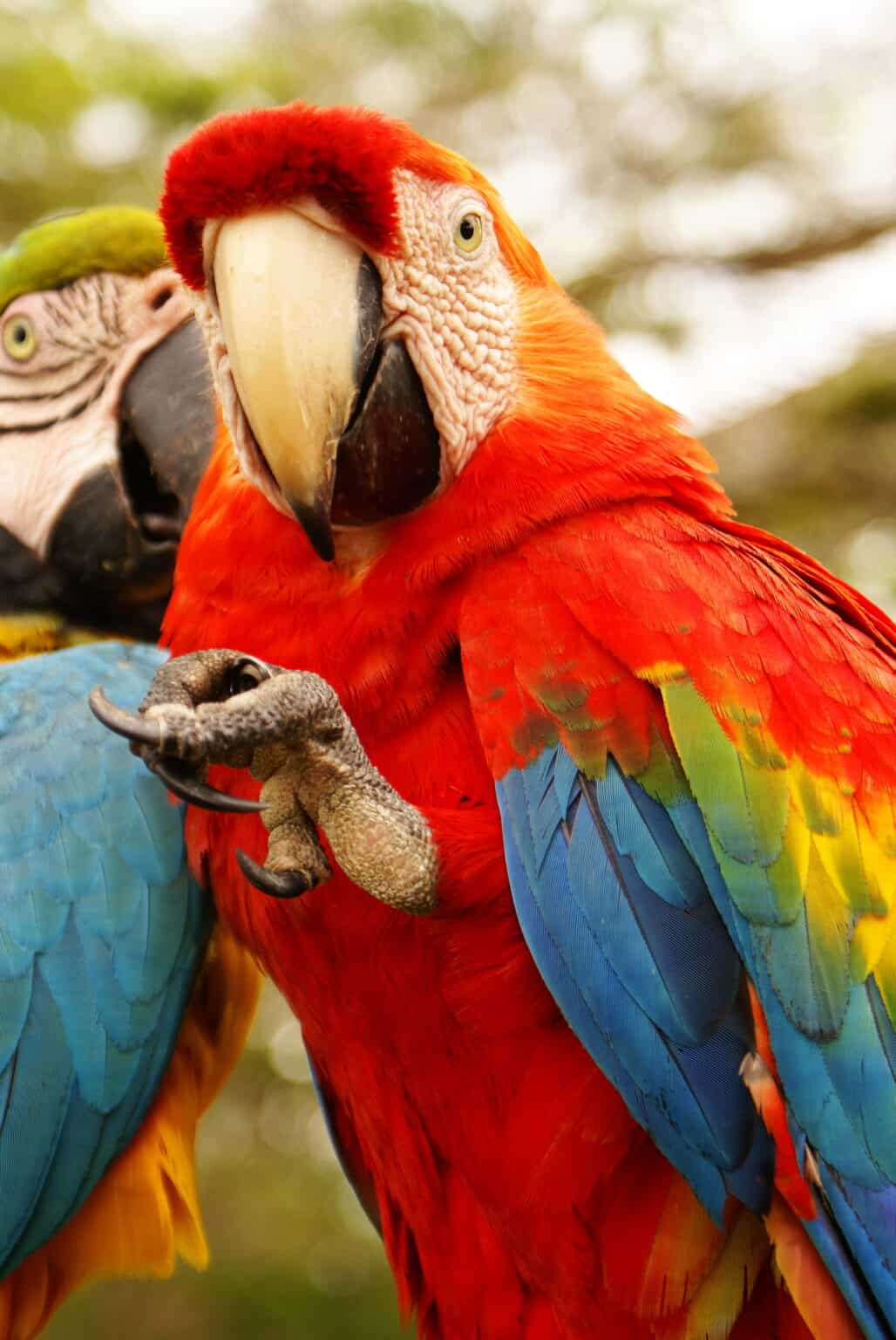 Which Parrot Has The Worst Bite? - Talkie Parrot