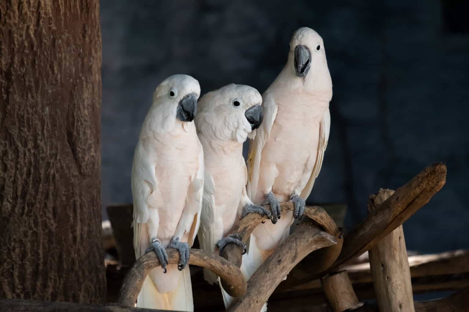 Which Parrot Has The Worst Bite? - Talkie Parrot